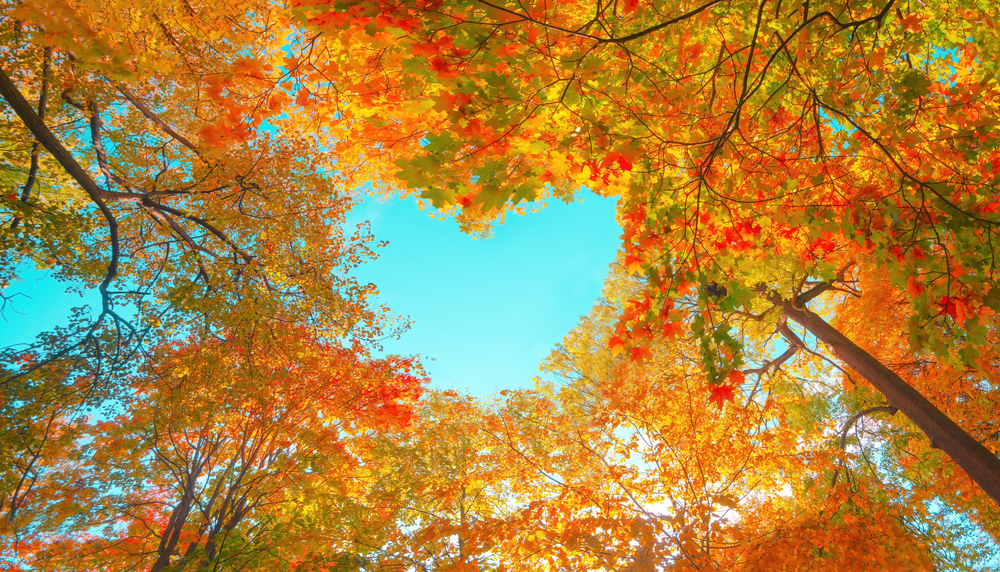 Fall Events are Coming! | Dear Creative Diary